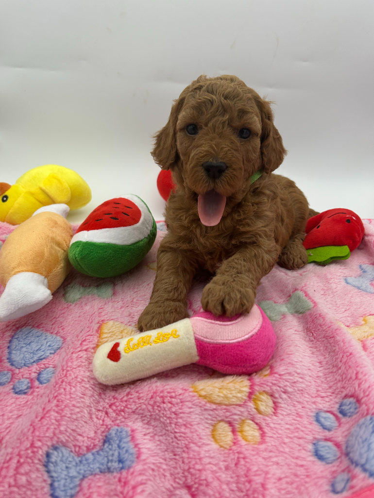 Princess - Mini Goldendoodle Puppies
